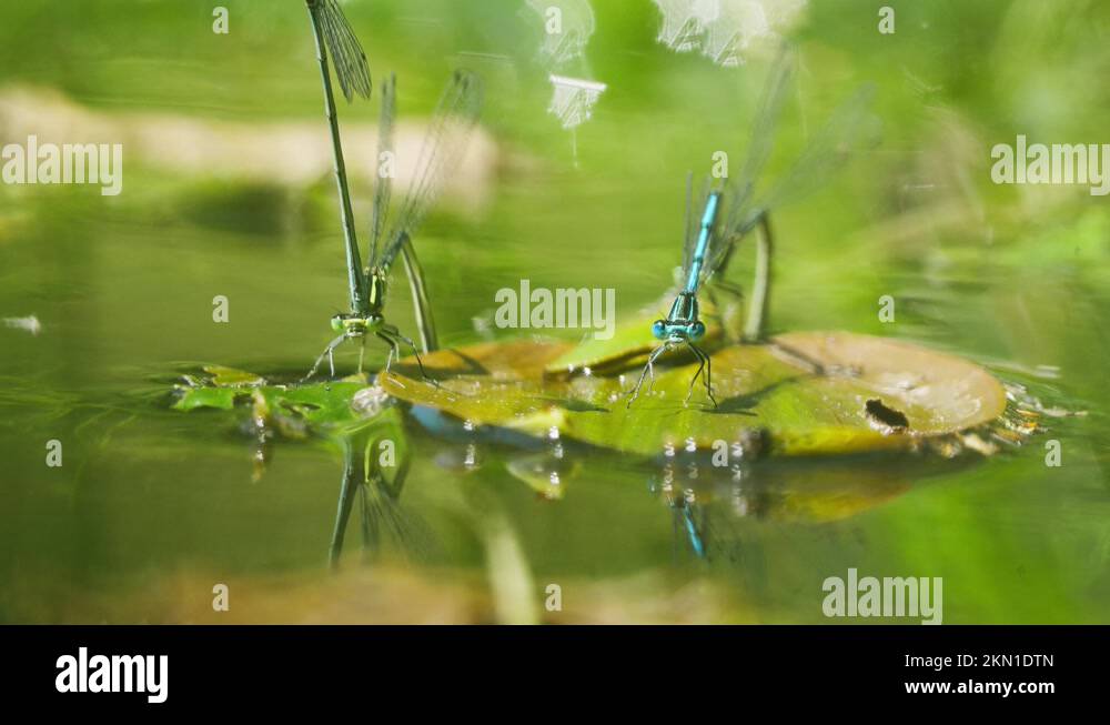 Common Blue Damselflies In Mating Wheel Pose Floating On Water. Slow ...