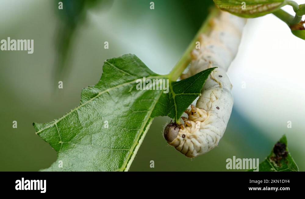Silkworm of the mulberry tree Stock Videos & Footage - HD and 4K Video ...