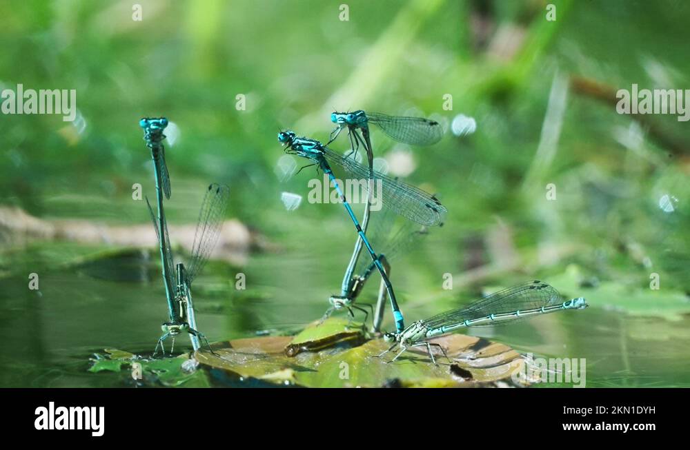 Group Of Common Blue Damselflies In Mating Wheel Pose On Leaf Above ...