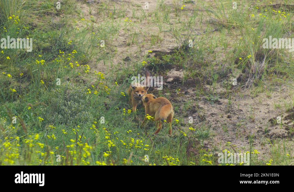Two Foxes fighting tug of war on dead catch, hunted rabbit in the wild ...