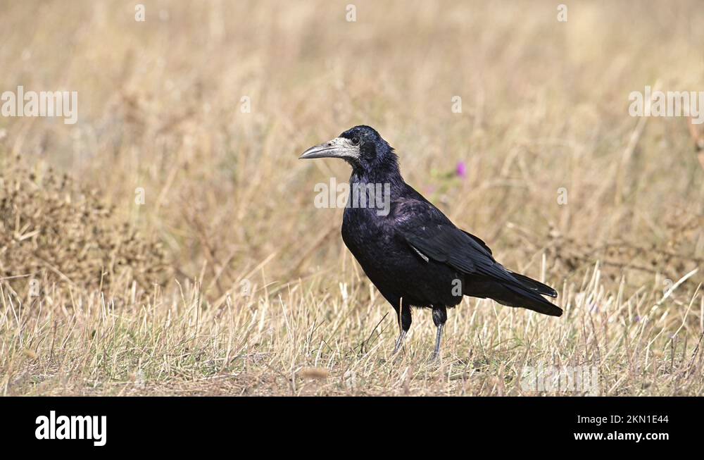 Bird of the crow family Stock Videos & Footage - HD and 4K Video Clips ...