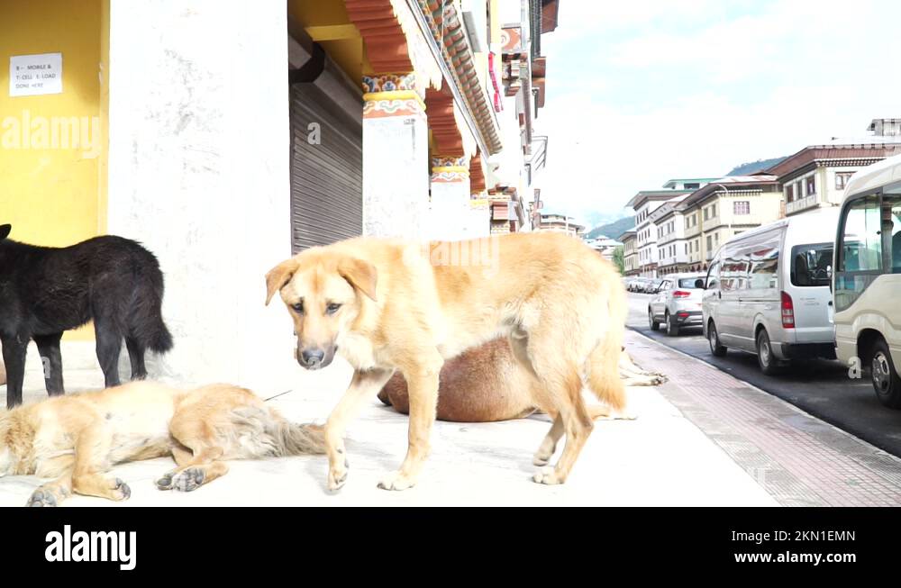 Dogs in the street Stock Videos & Footage - HD and 4K Video Clips - Alamy