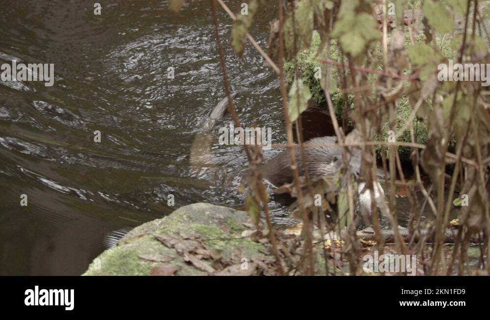 European otter germany Stock Videos & Footage - HD and 4K Video Clips ...