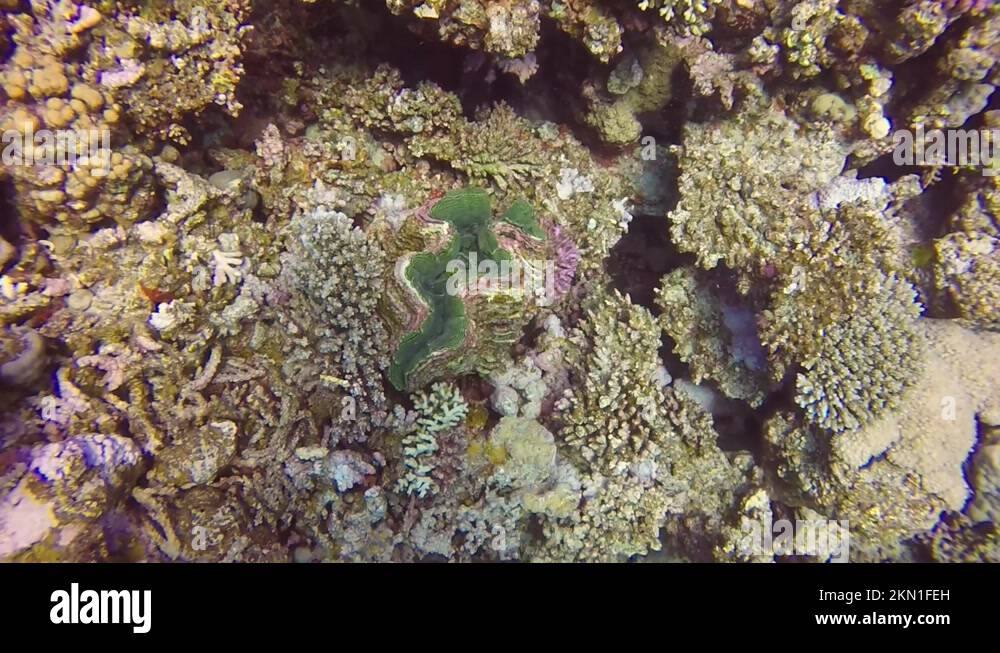 HD video footage of a Fluted Giant Clam (Tridacna squamosa) in the Red ...