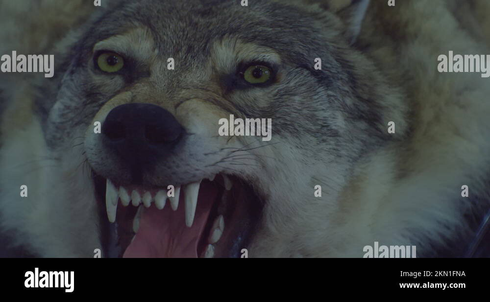A stuffed dire wolf with a bared mouth and fangs.Close-up Stock Video ...