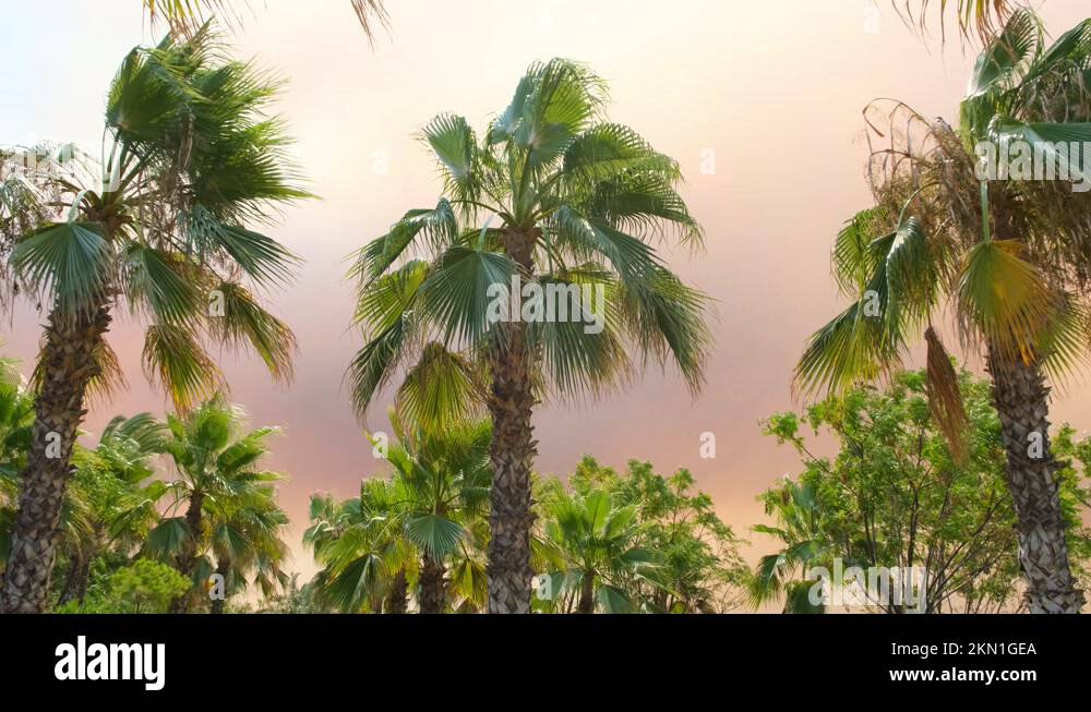 Campfire smoke in the sunset light against the backdrop of palm trees ...