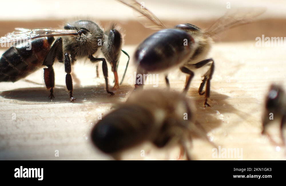 Sticky substance Stock Videos & Footage - HD and 4K Video Clips - Alamy