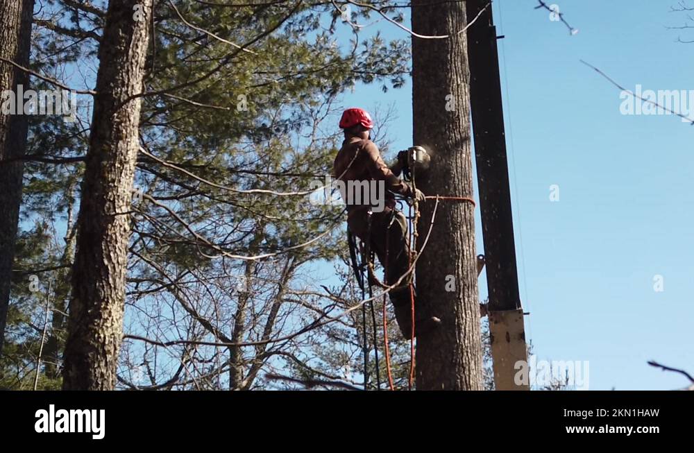 Cutting down tree trees Stock Videos & Footage - HD and 4K Video Clips ...