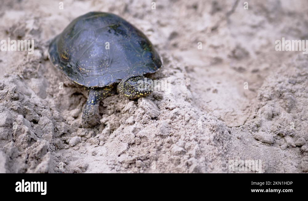 Black spot turtle Stock Videos & Footage - HD and 4K Video Clips - Alamy