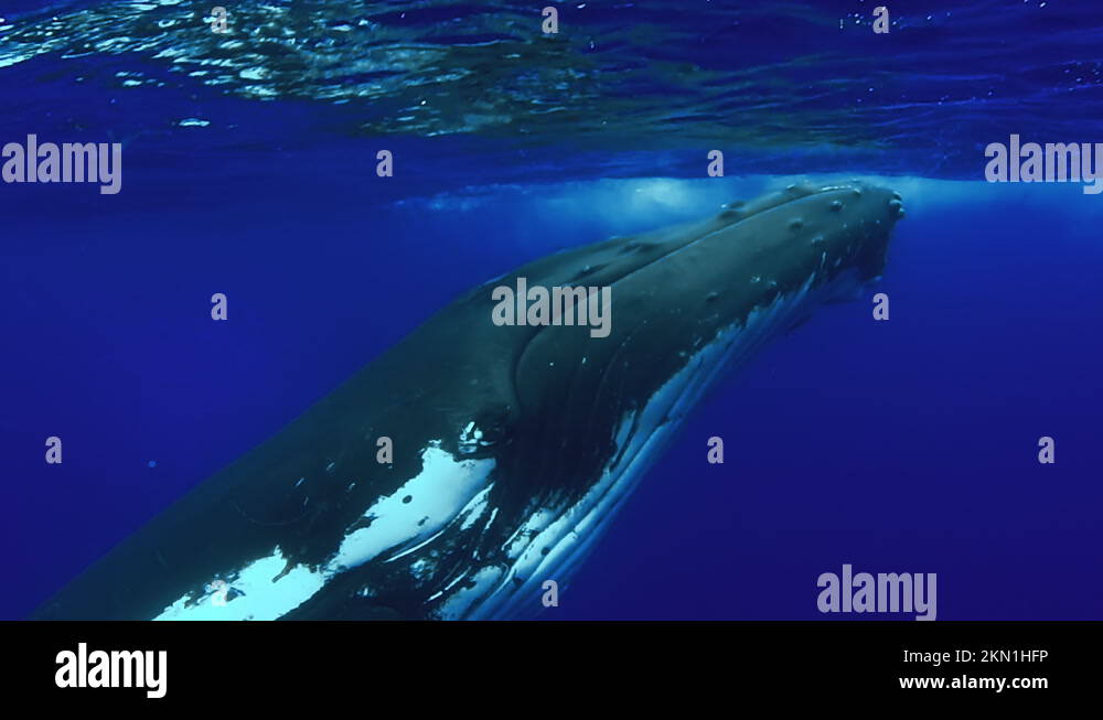 Humpback Whale taking a breath from the surface in blue waters of ...