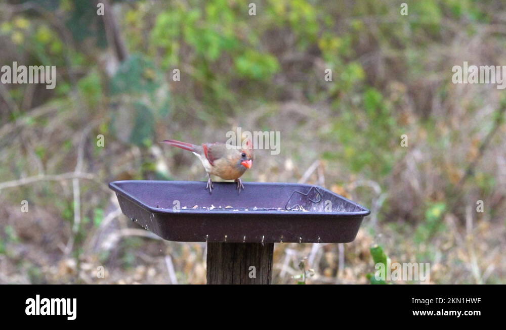 Northern female Cardinal bird flies on forest feeder, eats and flies ...