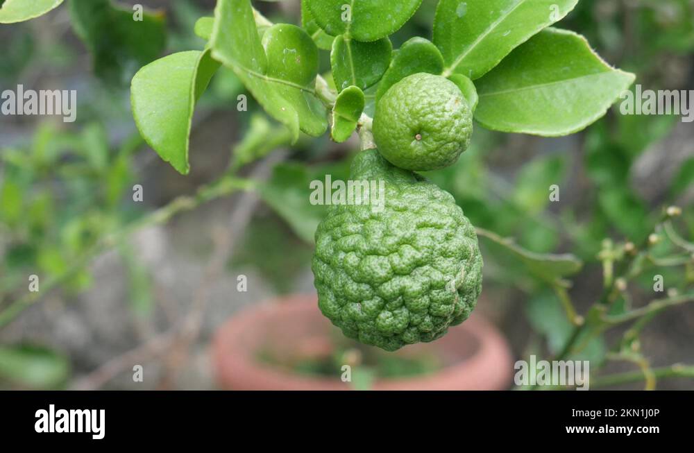 Citrus hystrix, called the kaffir lime, makrut lime, Thai lime or Stock ...