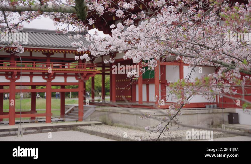 Sakura blooming over Phoenix Hall at Byodoin Temple, Spring in Japan ...