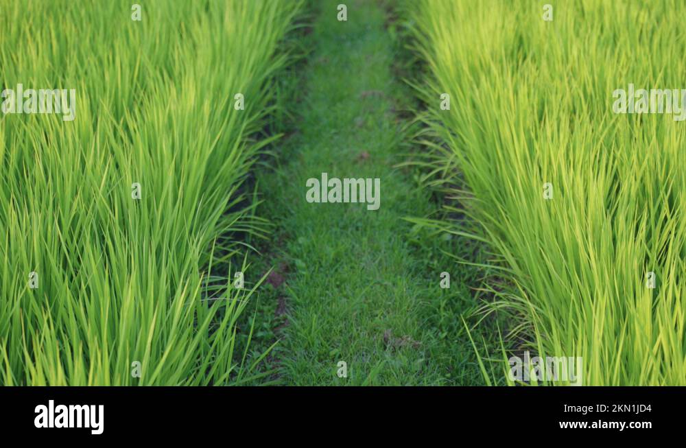 Large rice field in rural Japan, Tilt Reveal over ready to harvest ...