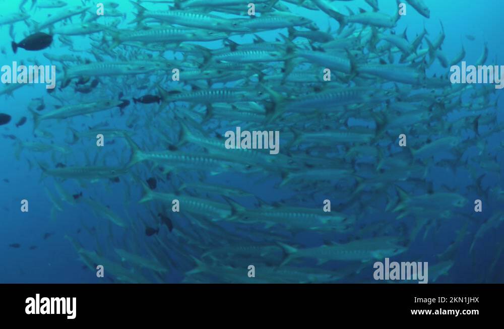 Barracuda ball Stock Videos & Footage - HD and 4K Video Clips - Alamy