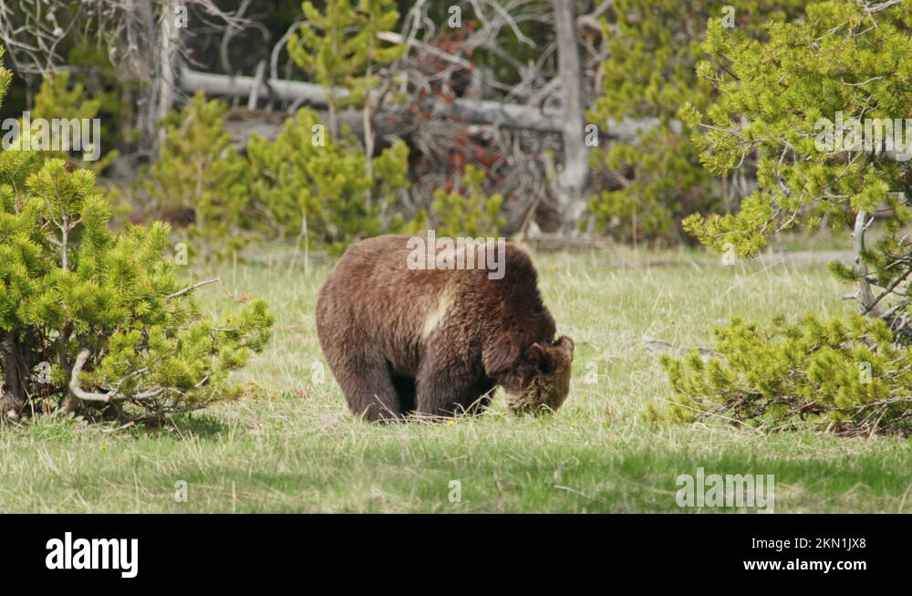 Grizzly bear home Stock Videos & Footage - HD and 4K Video Clips - Alamy