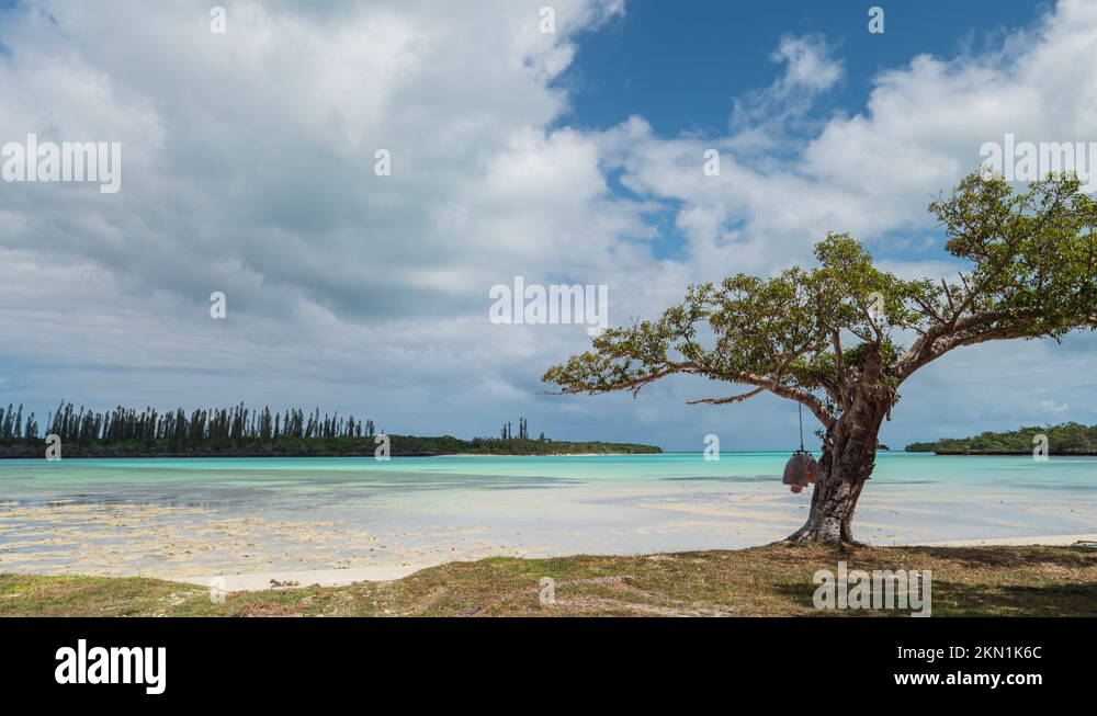 Picturesque evergreen tree alone on a beach with a blue lagoon and ...