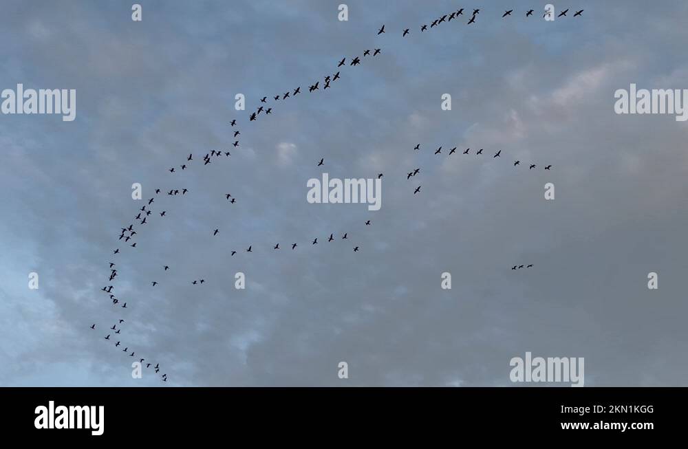Birds flying v formation Stock Videos & Footage - HD and 4K Video Clips ...