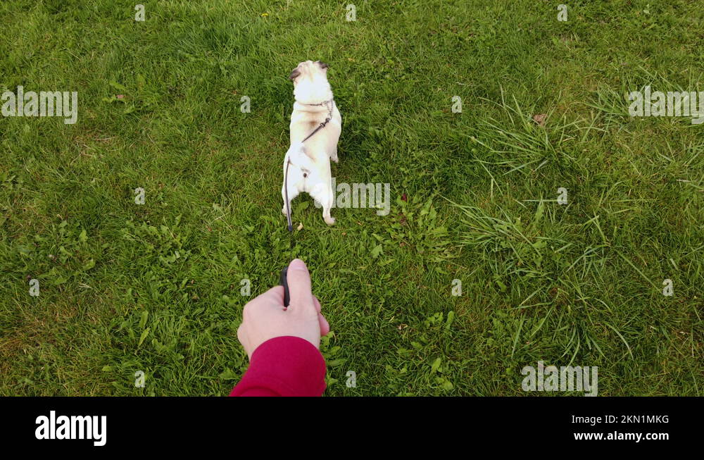 A pet Pug dog looks alert as she's taken for a walk on a leash in a ...