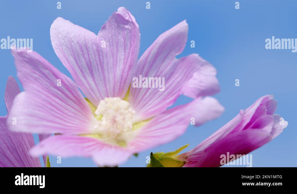 Flower growing in europe Stock Videos & Footage - HD and 4K Video Clips ...