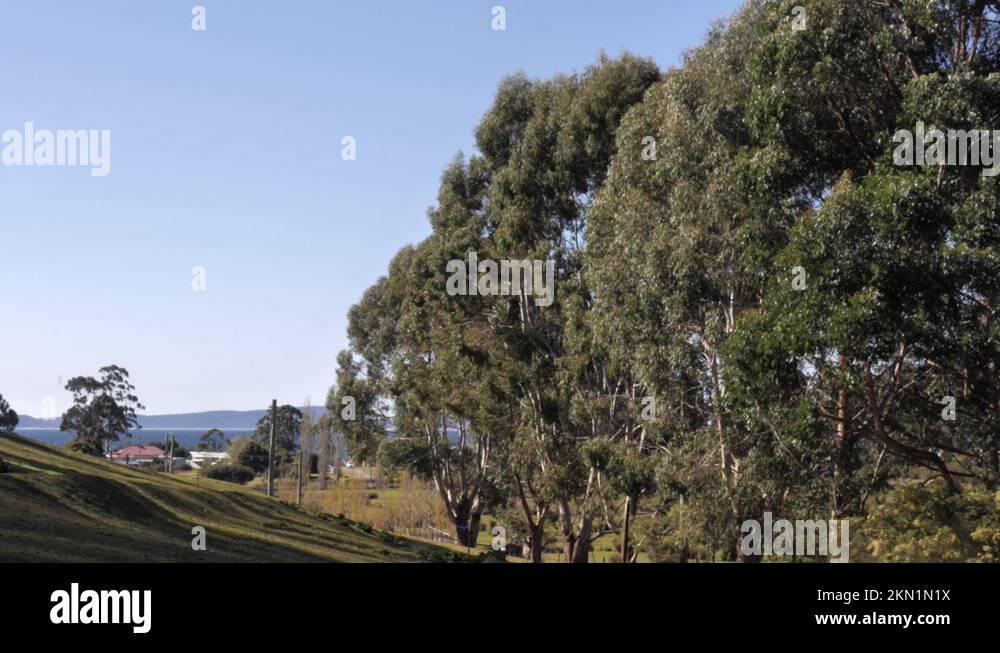 Eucalyptus gum trees australian australia Stock Videos & Footage - HD ...