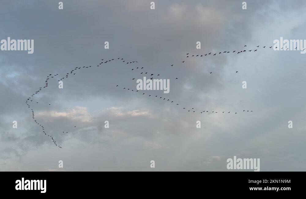 Flock birds flying formation Stock Videos & Footage - HD and 4K Video ...