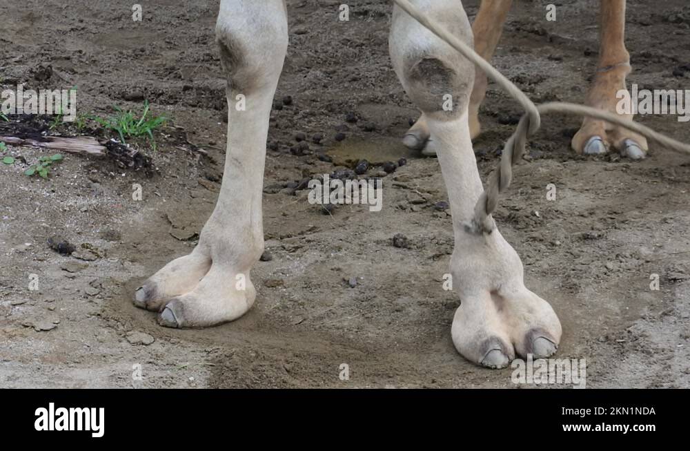 Camel's toe Stock Videos & Footage - HD and 4K Video Clips - Alamy