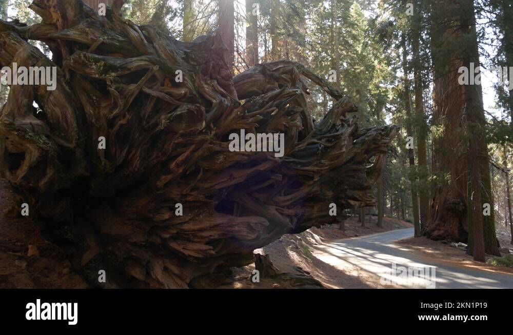 Roots of fallen sequoia, giant redwood tree trunk in forest. Uprooted ...