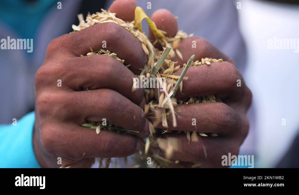 Balinese man feeling rice Balinese Rice Field Harvesting Rice Stock ...
