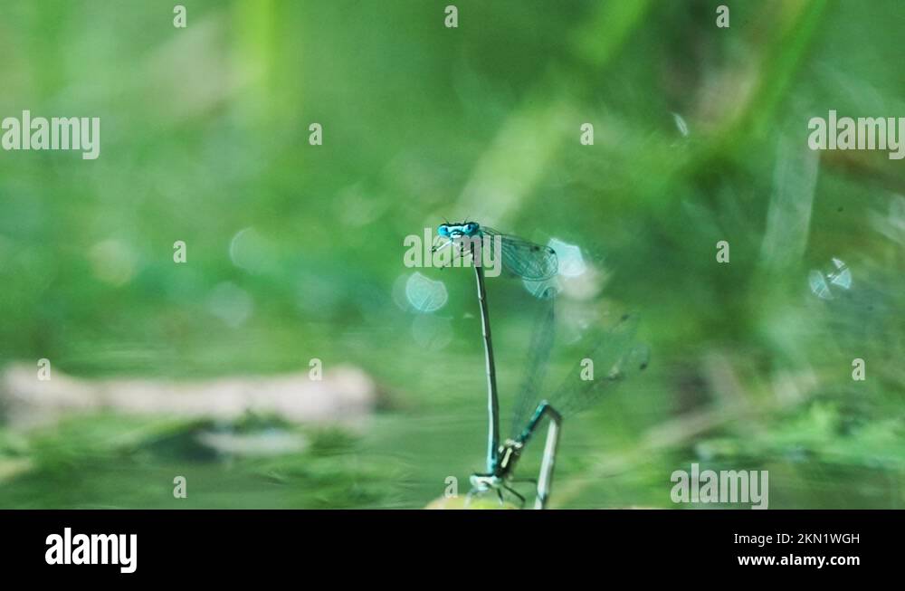 Odonate Stock Videos & Footage - HD and 4K Video Clips - Alamy