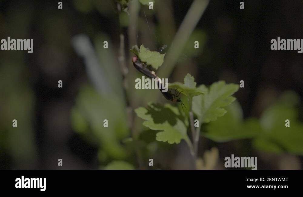 Genji Botaru (Luciola cruciata) Fireflies Mating on leaf, Shiga Japan ...