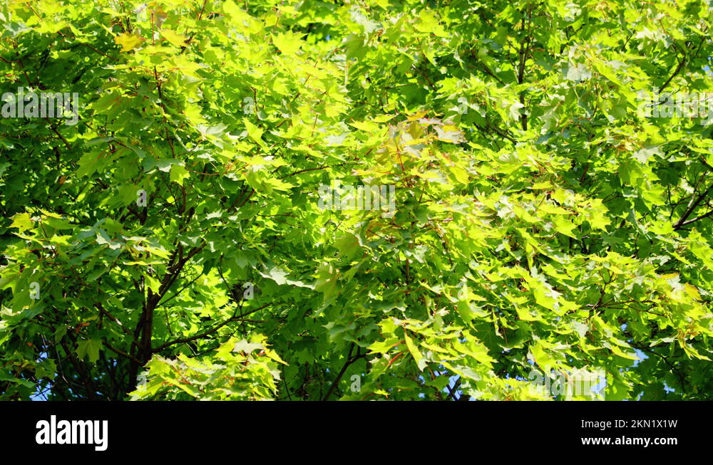 Maple tree without leaves Stock Videos & Footage - HD and 4K Video ...