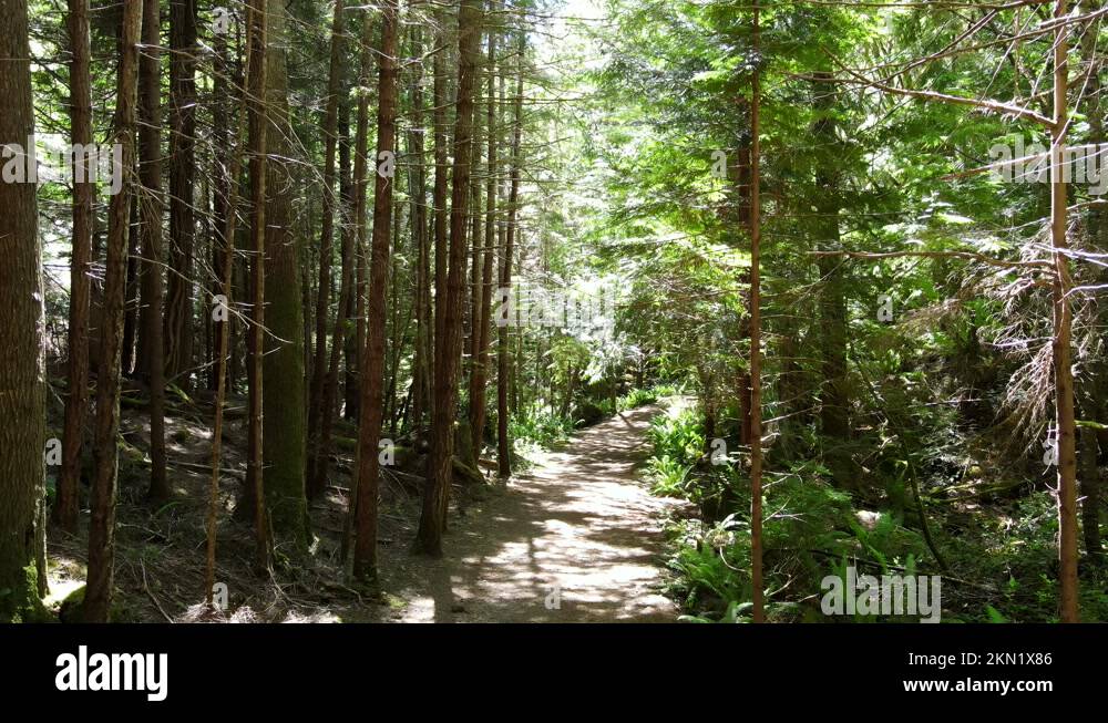 Temperate rainforest vancouver island Stock Videos & Footage - HD and ...