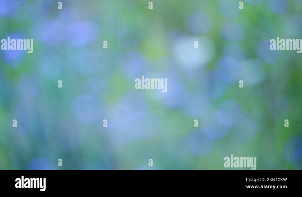 Cornflower centaurea cyanus asteraceae Stock Videos & Footage - HD and ...