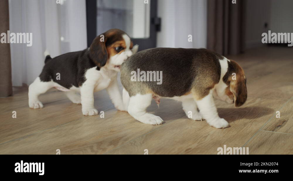 Two little beagle puppies play on the floor of the room, bully each ...