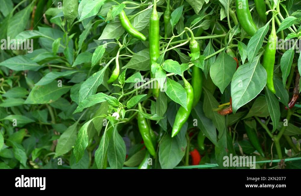 Long pepper leaf Stock Videos & Footage - HD and 4K Video Clips - Alamy