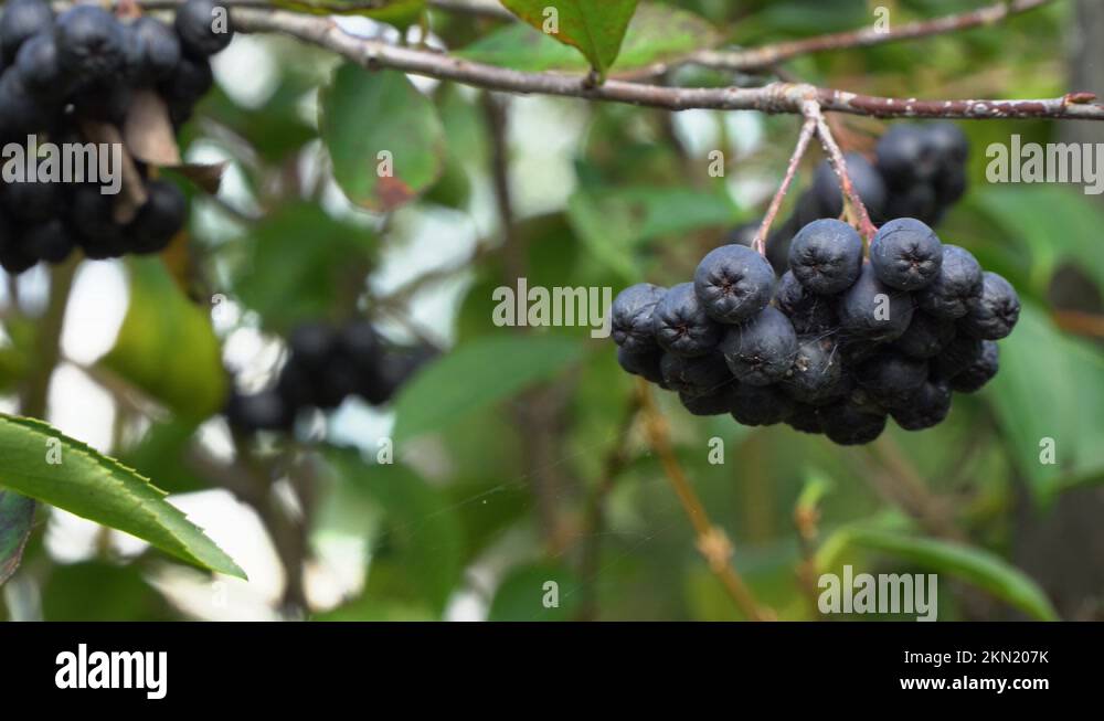 Black chokeberry tree Stock Videos & Footage - HD and 4K Video Clips - Alamy