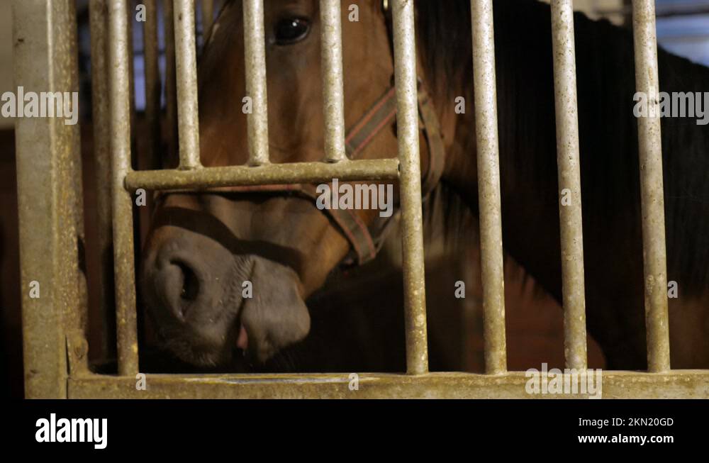 horse head horse stallion in stable, metal bars cage Stock Video ...