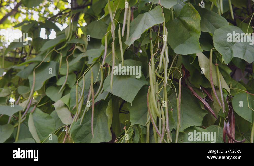 Northern catalpa fruits called Hardy Catalpa or Catawba-tree, Western ...