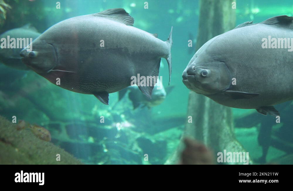 Big pacu fish swimming around a flooded forest in an aquarium. Flooded ...