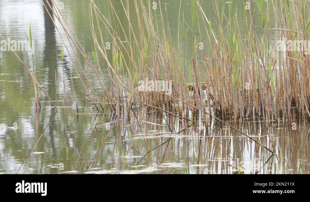 Mating behaviour birds Stock Videos & Footage - HD and 4K Video Clips ...