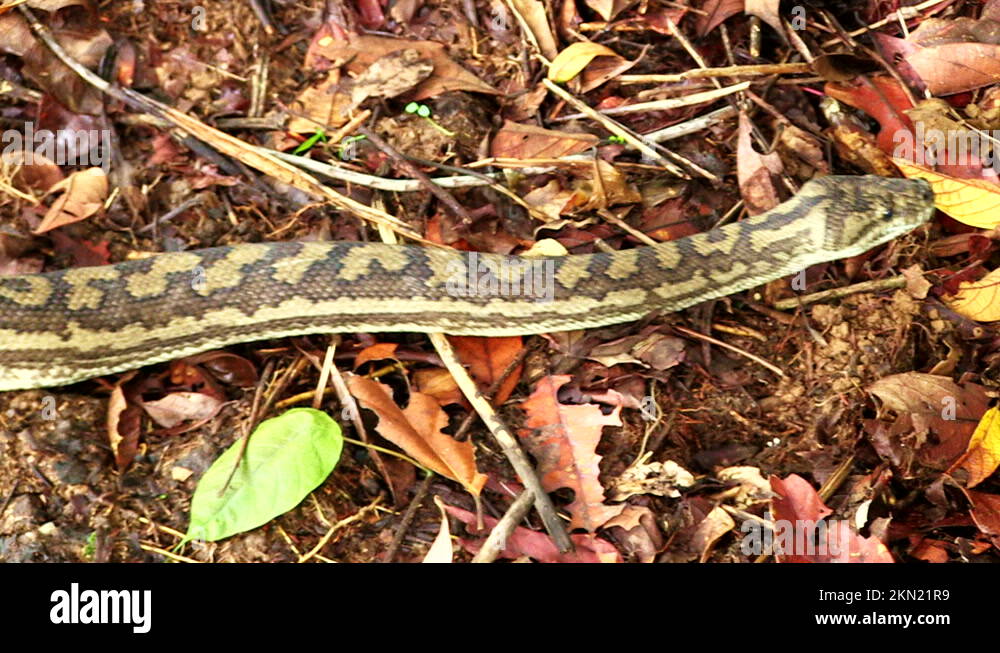 Non venomous constrictor Stock Videos & Footage - HD and 4K Video Clips ...