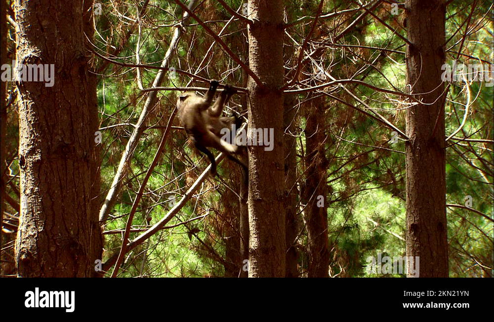 Cape pine Stock Videos & Footage - HD and 4K Video Clips - Alamy
