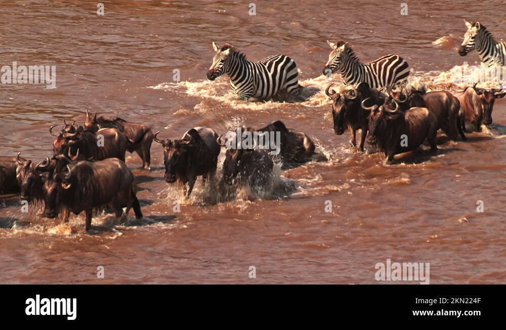 Wildebeest and zebra crossing a river during the migration Stock Video ...