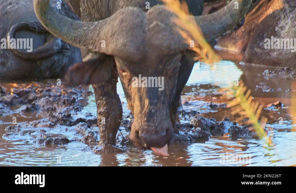 Wallowing in mud Stock Videos & Footage - HD and 4K Video Clips - Alamy