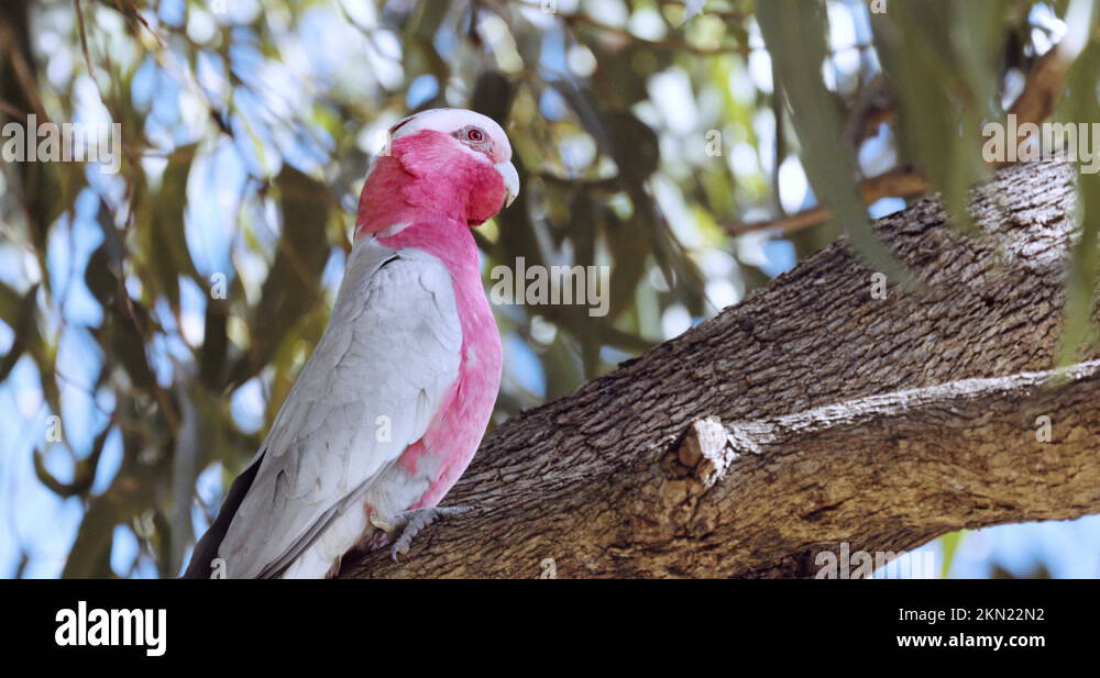 The Galah also known as the pink and grey cockatoo. Outback Australia ...
