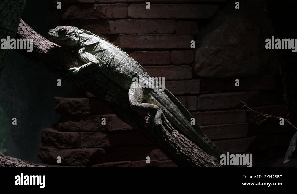 Chlamydosaurus, Frilled Neck Lizard resting in a tree - Chlamydosaurus ...