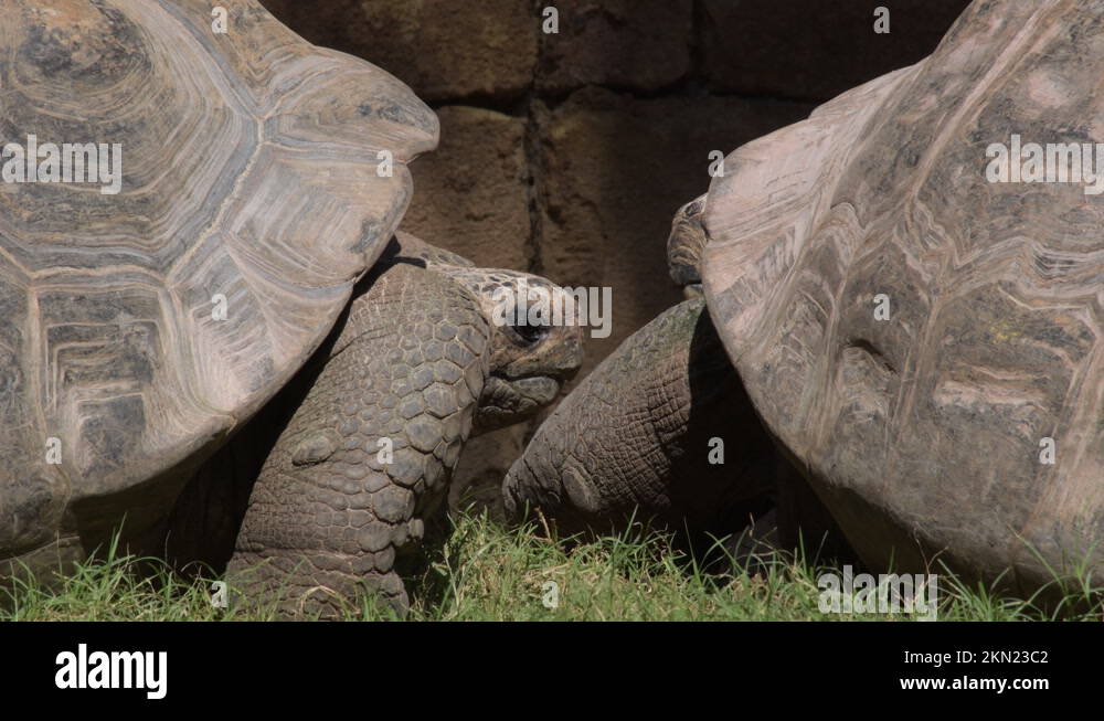 Chelonoidis nigra shell Stock Videos & Footage - HD and 4K Video Clips ...