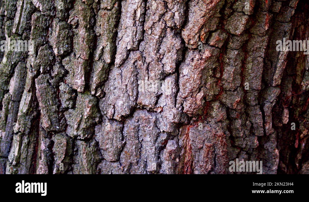 Oak bark texture on trunk Stock Videos & Footage - HD and 4K Video ...