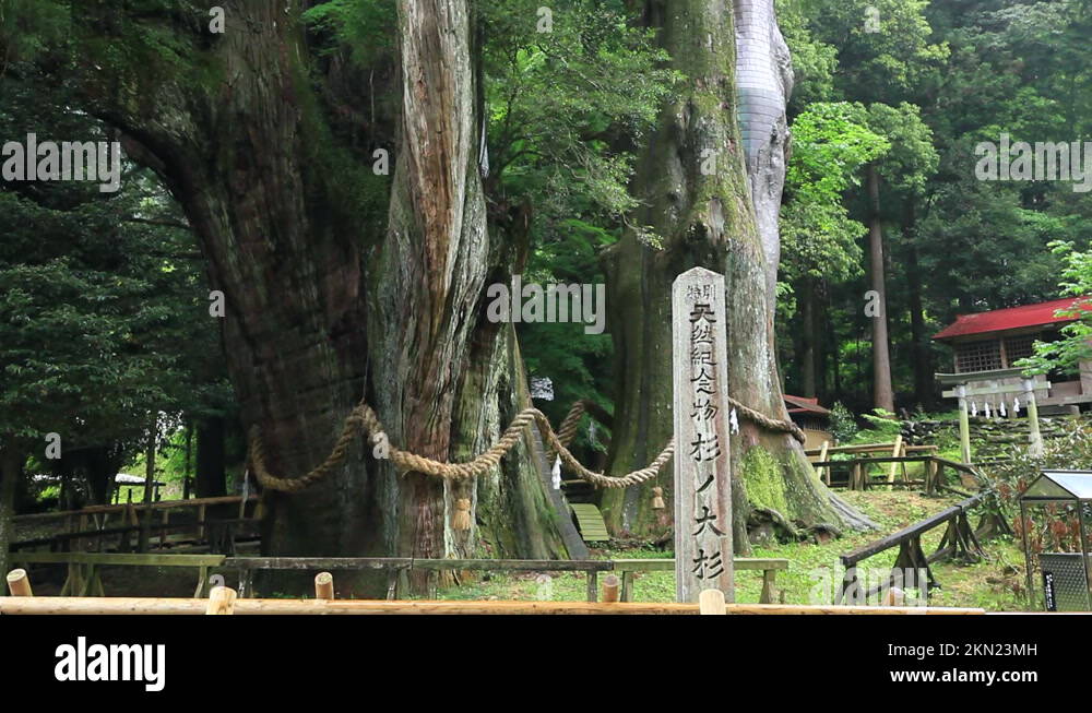 Sugi no Osugi, the world's tallest Japanese Cedar Stock Video Footage ...